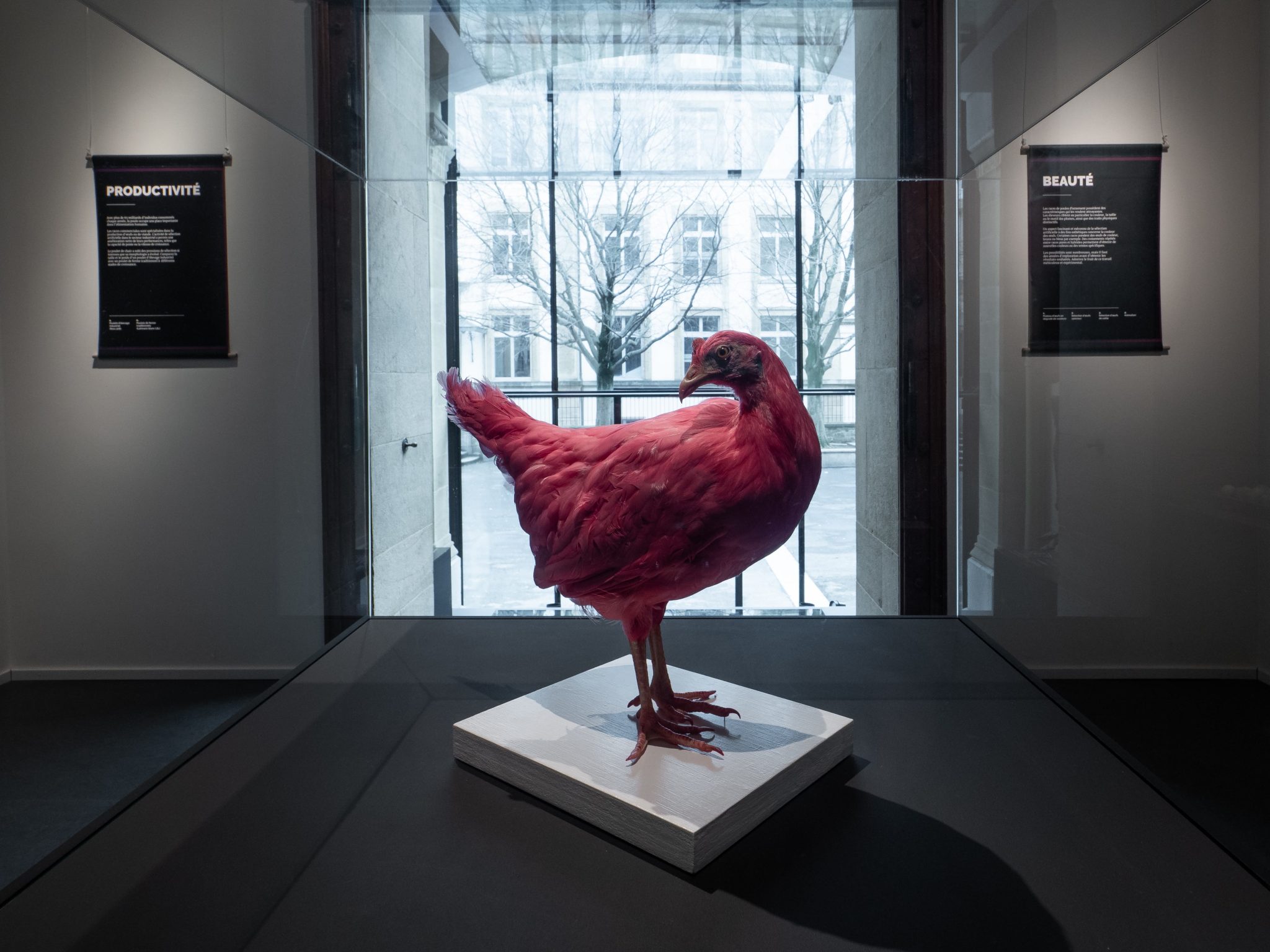 La petit'expo - Muséum d'Histoire Naturelle de Neuchâtel